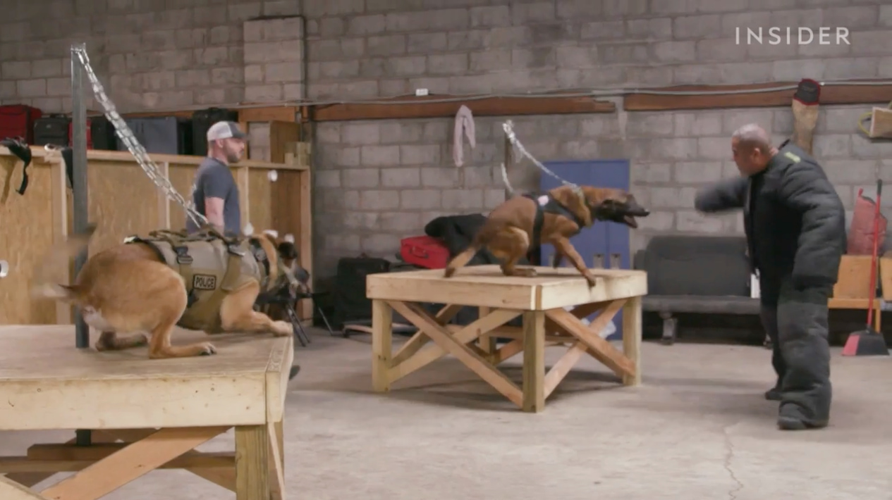 Business Insider investigation into prison attack dogs wins awards, sparks reforms
